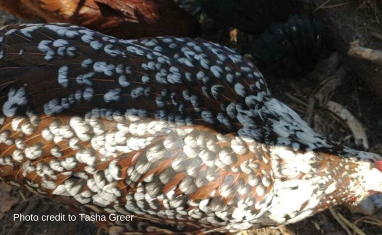 Sussex Chickens – An Ancient Breed with a Story to Tell