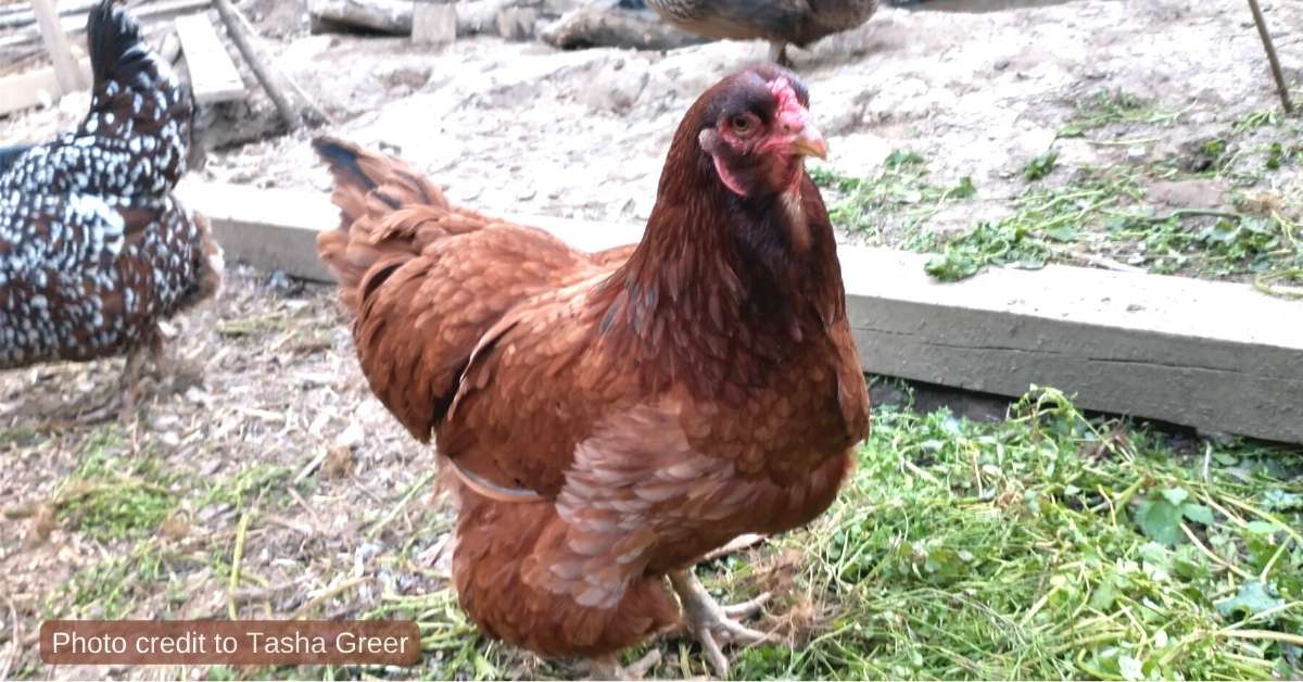 Buckeye Chicken: Mrs. Metcalf's Marvelous Mongrels