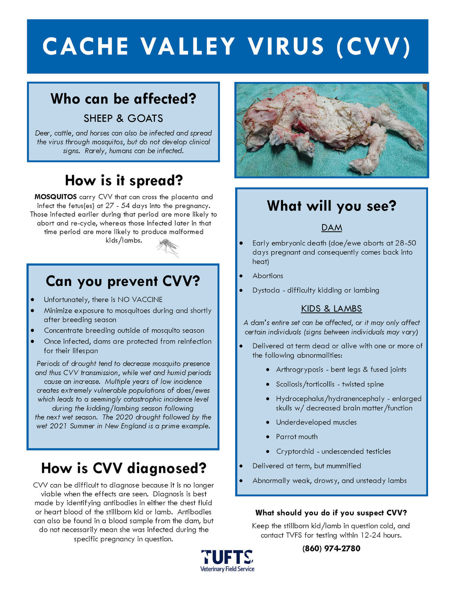 Cache Valley Virus: One Breeder’s Experience