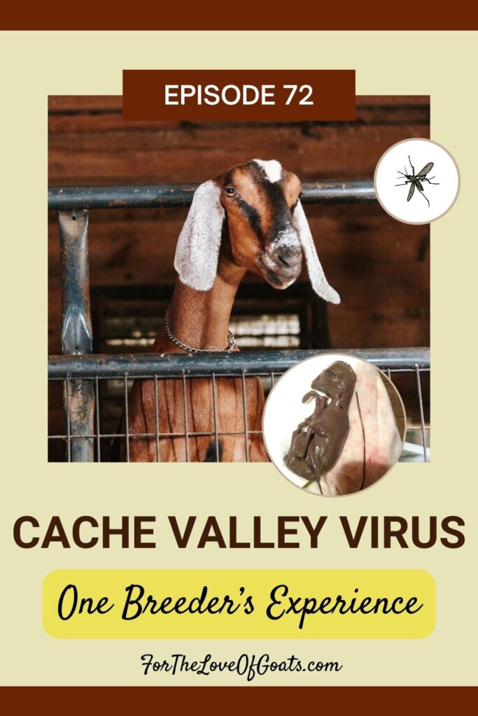 Cache Valley Virus: One Breeder’s Experience