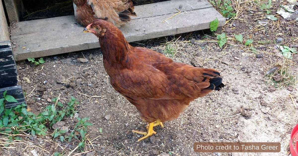 Buckeye Chicken: Mrs. Metcalf's Marvelous Mongrels