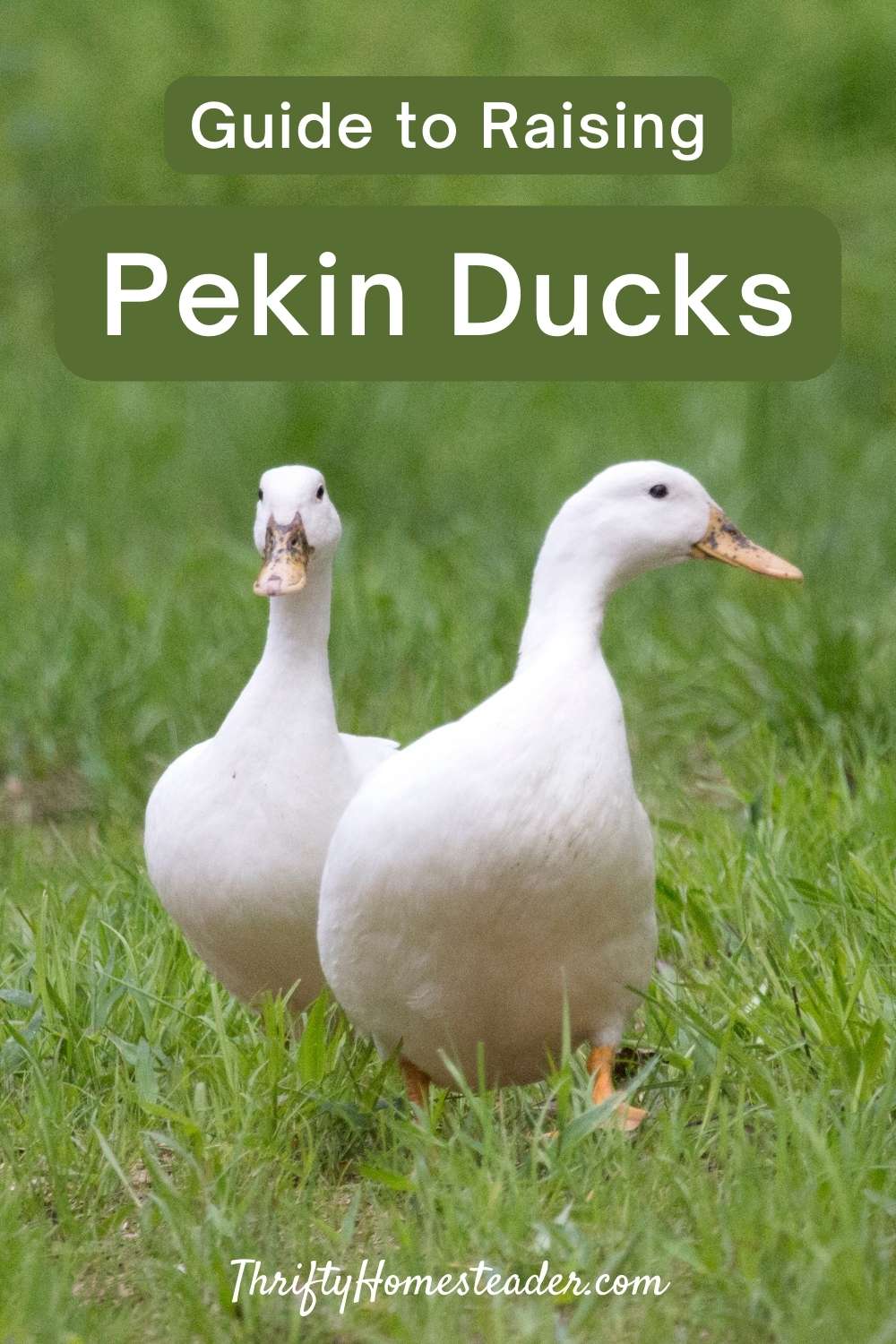 Pekin Ducks: Guide to Raising the Most Popular Meat Duck