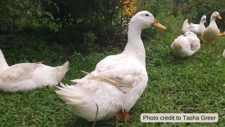 Pekin Ducks: Guide to Raising the Most Popular Meat Duck