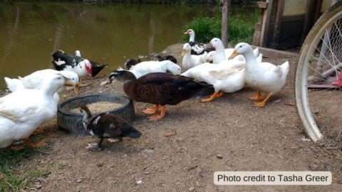Pekin Ducks: Guide to Raising the Most Popular Meat Duck