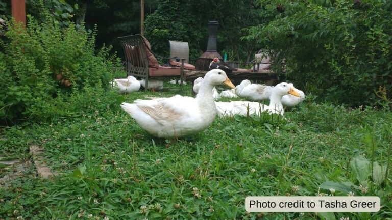 Pekin Ducks: Guide to Raising the Most Popular Meat Duck