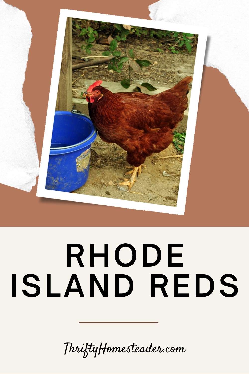Rhode Island Reds: The Quintessential Homestead Chicken