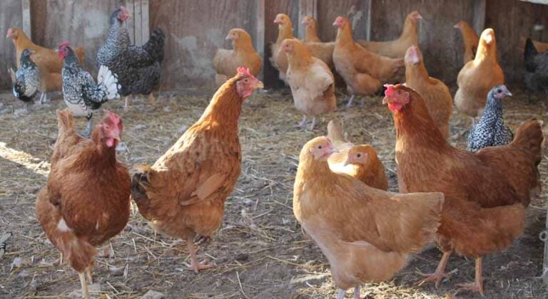 Raising Chickens Beginners Guide Pro Tips