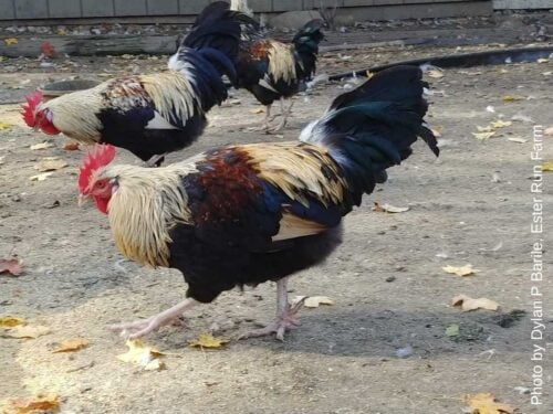 Dorking Chickens: Heritage Breed with Distinctive Taste