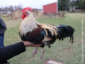 Dorking Chickens: Heritage Breed with Distinctive Taste