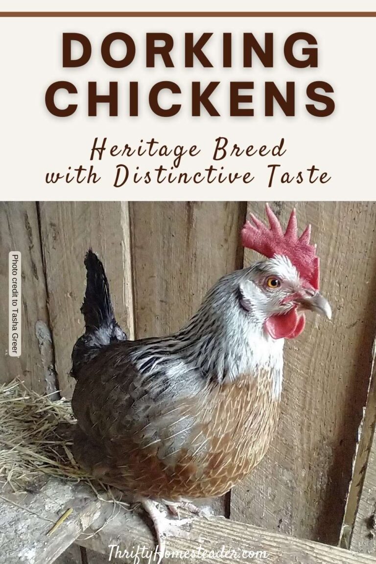 Dorking Chickens: Heritage Breed with Distinctive Taste