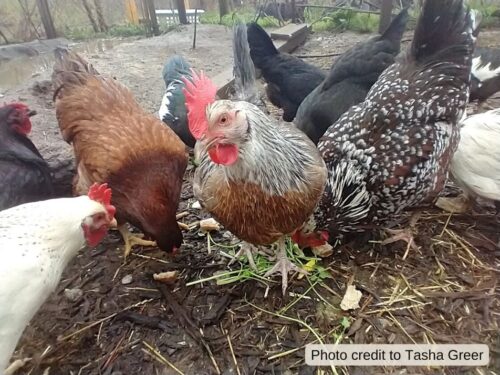 Dorking Chickens: Heritage Breed with Distinctive Taste