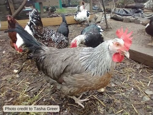 Dorking Chickens: Heritage Breed with Distinctive Taste