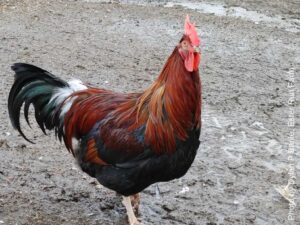 Dorking Chickens: Heritage Breed with Distinctive Taste