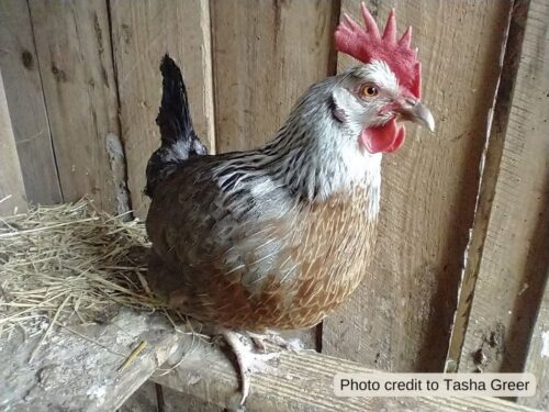 Dorking Chickens: Heritage Breed with Distinctive Taste