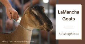 LaMancha Goats