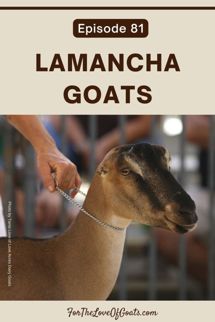 LaMancha Goats