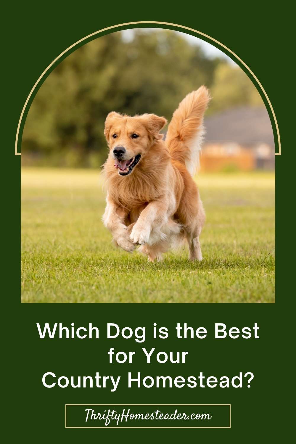 Choosing a Farm Dog: Which Breed is Best for Your Country Homestead?