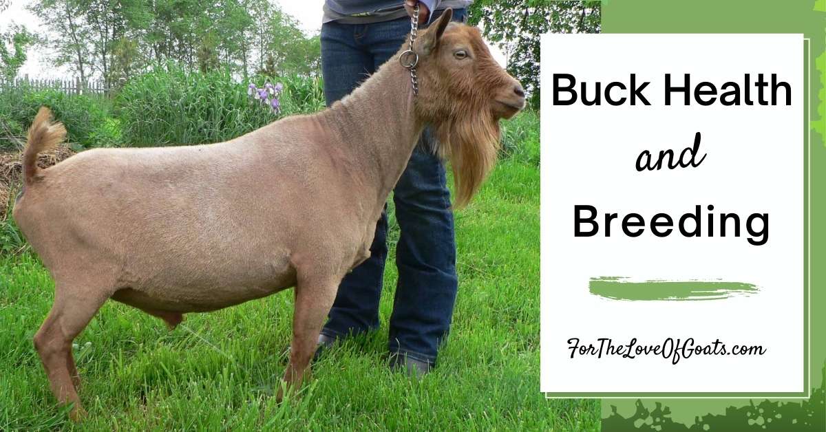 Buck Health and Breeding