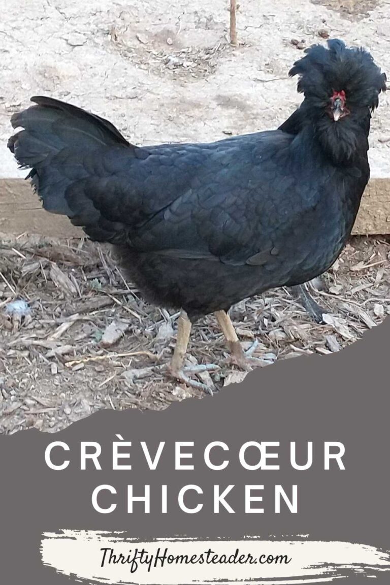 Crevecoeur Chickens as Pets or a Specialty Meat Breed