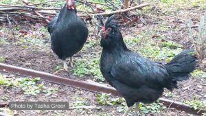 Crevecoeur Chickens as Pets or a Specialty Meat Breed
