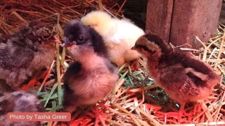 Crevecoeur Chickens as Pets or a Specialty Meat Breed