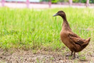 Top 10 Domestic Duck Breeds in the US