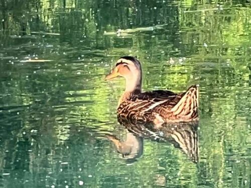 Top 10 Domestic Duck Breeds in the US