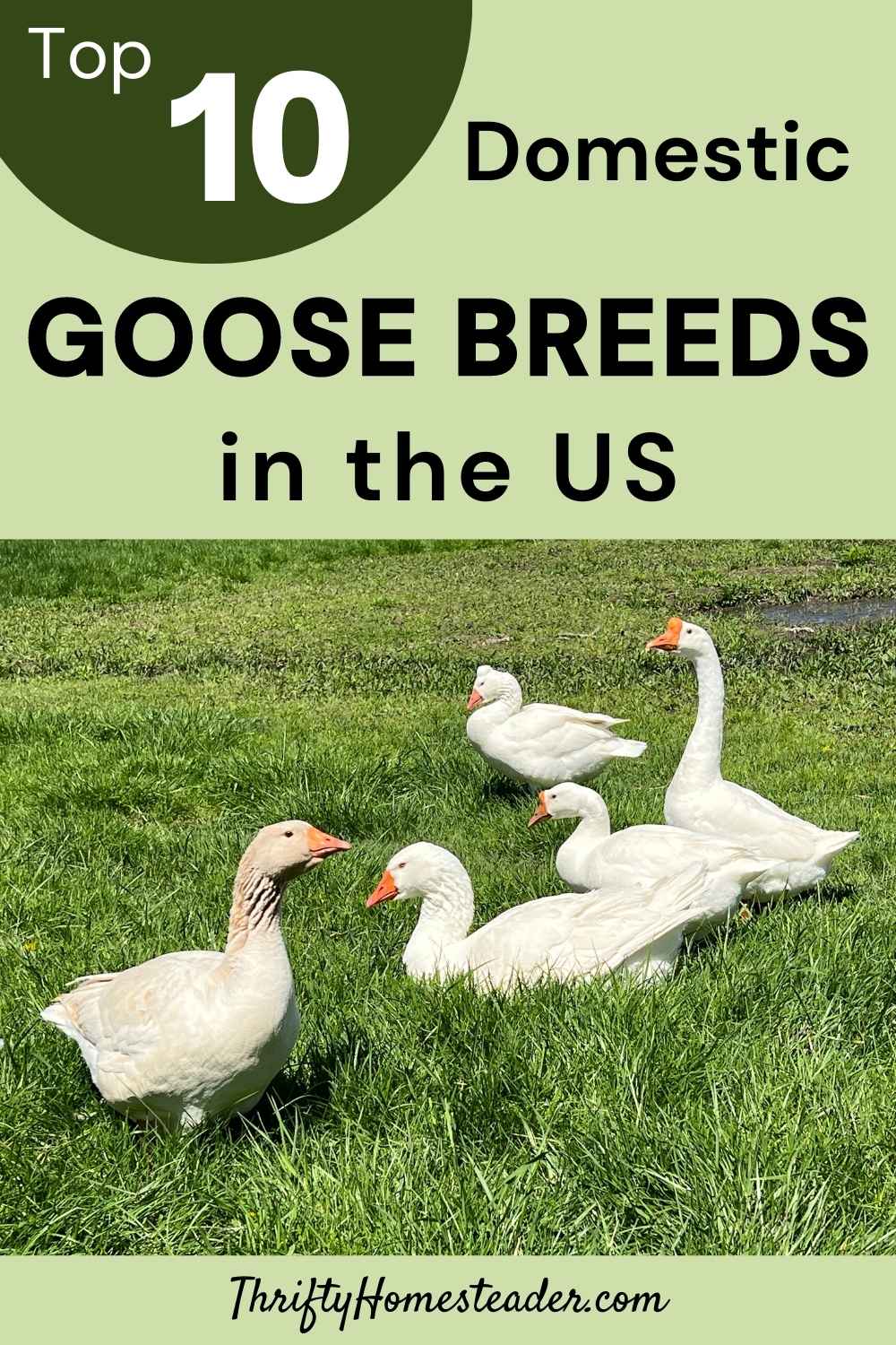 10 Domestic Goose Species & Geese Types