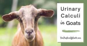 Urinary Calculi in Goats
