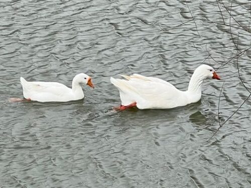 10 Domestic Goose Species & Geese Types