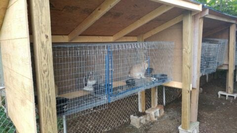 How to Raise Meat Rabbits: 14 Tips for Success