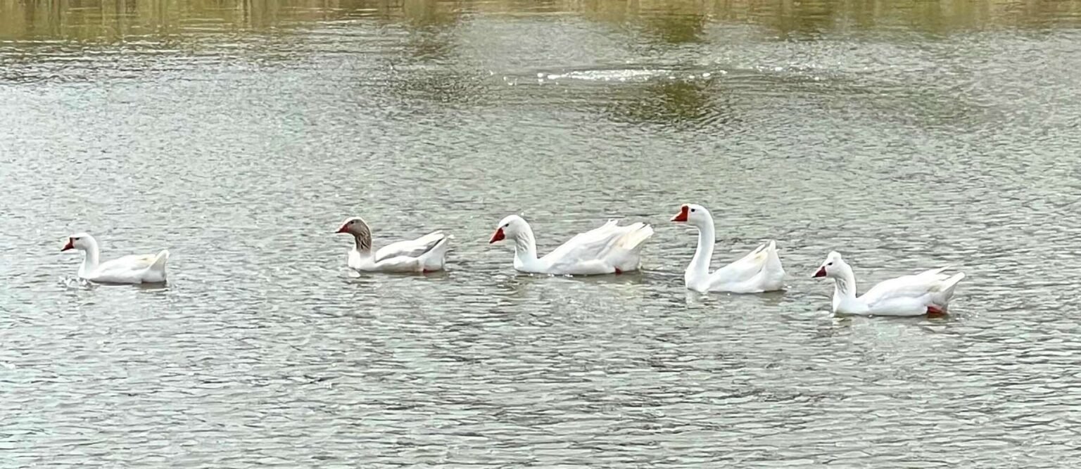 10 Domestic Goose Species & Geese Types