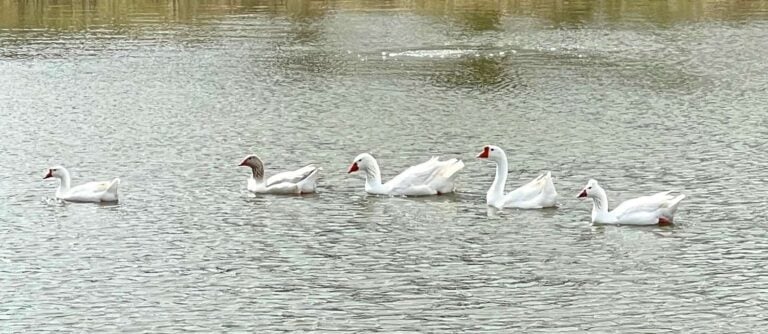 10 Domestic Goose Species & Geese Types