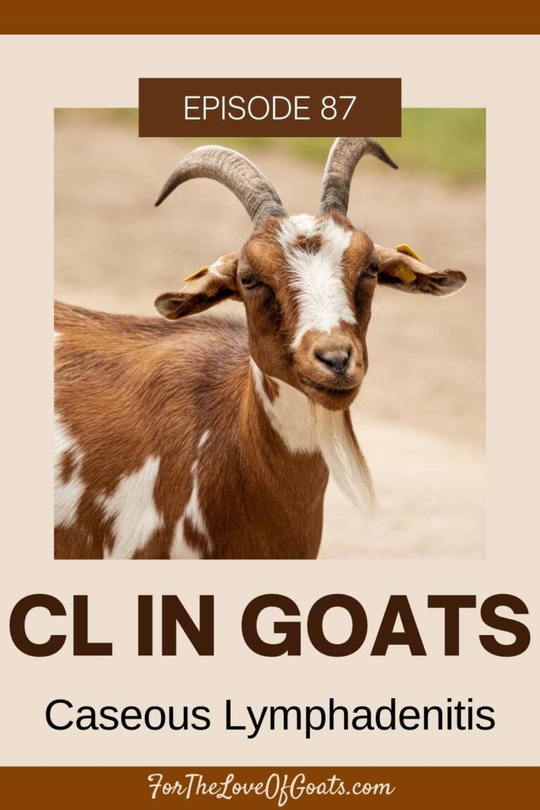 CL in Goats: Caseous Lymphadenitis