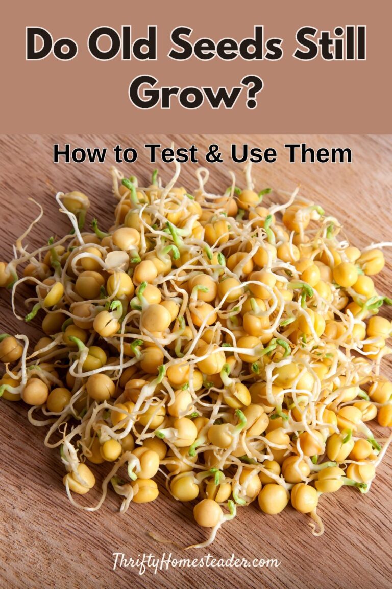 The Longevity of Garden Seeds: Maximizing Your Seed Stash