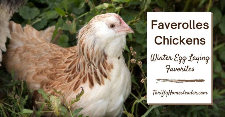 Faverolles Chickens
