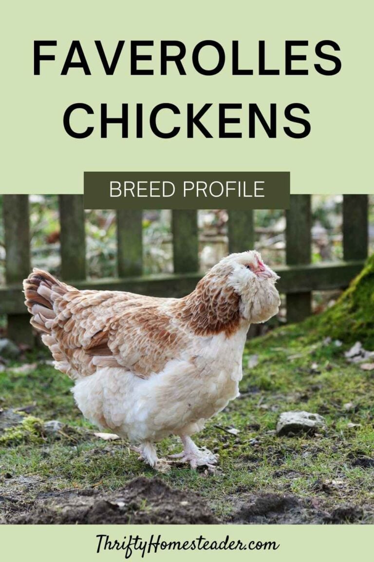 Faverolles Chickens