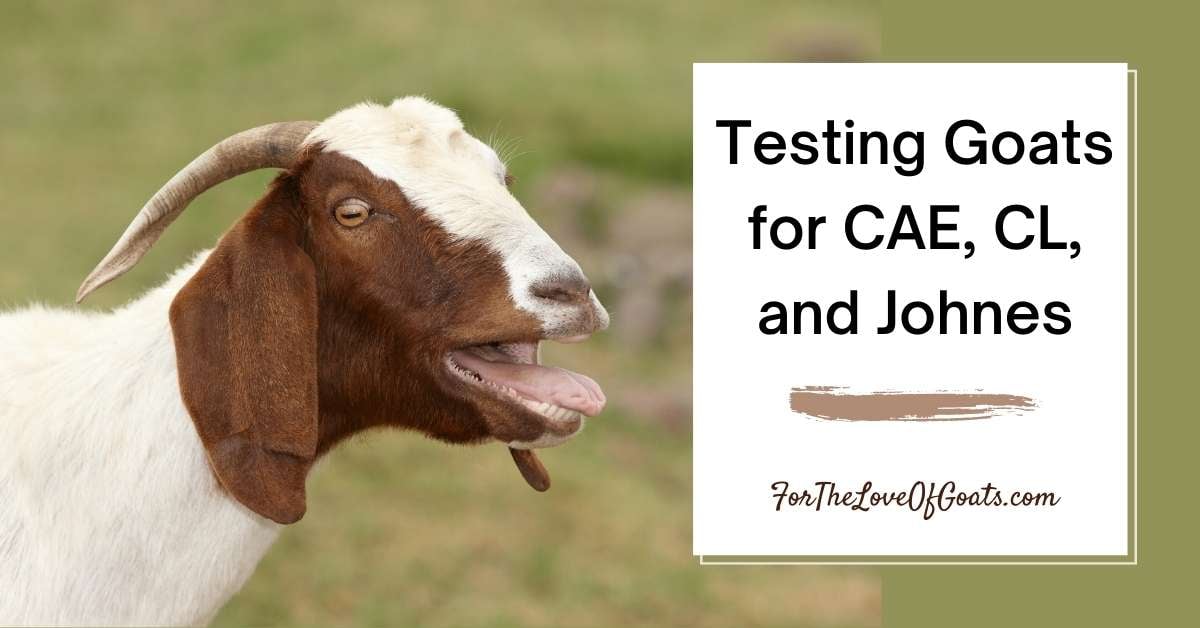 Home - The Thrifty Homesteader