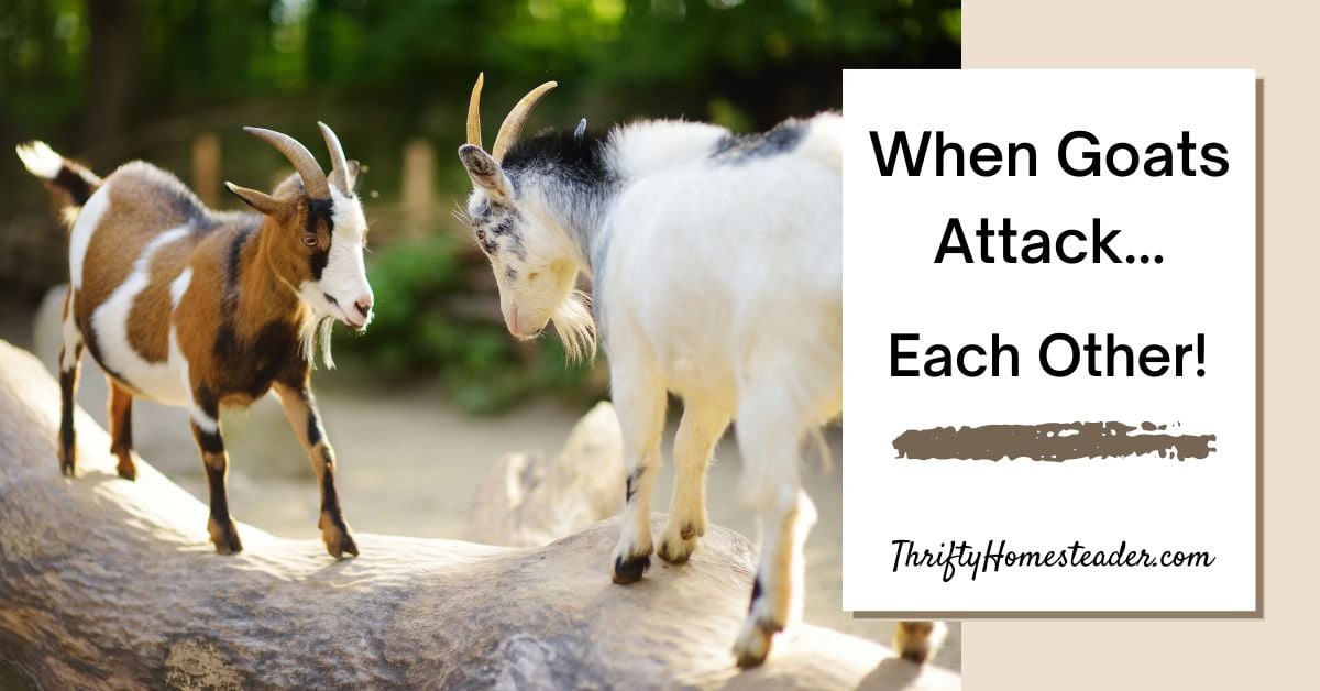 When goats attack...each other!