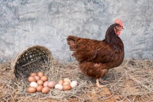 Ravishing Red Chicken Breeds For Your Backyard Coup