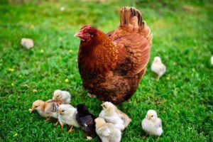 Ravishing Red Chicken Breeds For Your Backyard Coup