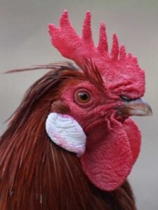 Brown Chicken Breeds For Backyard Poultry