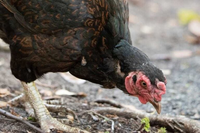 Brown Chicken Breeds For Backyard Poultry