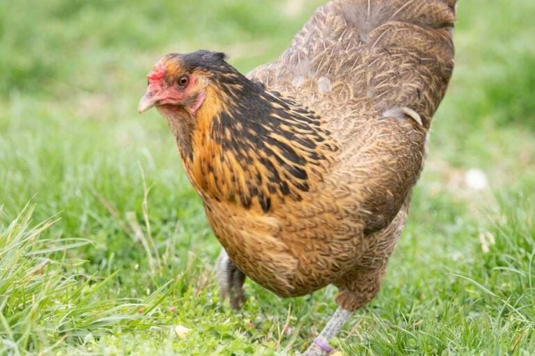 Brown Chicken Breeds For Backyard Poultry