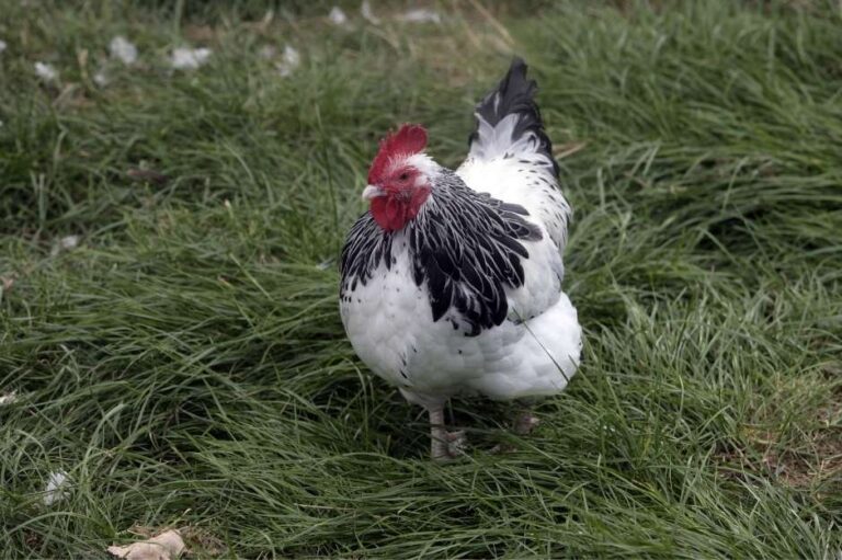 Encyclopedia of Chicken Breeds