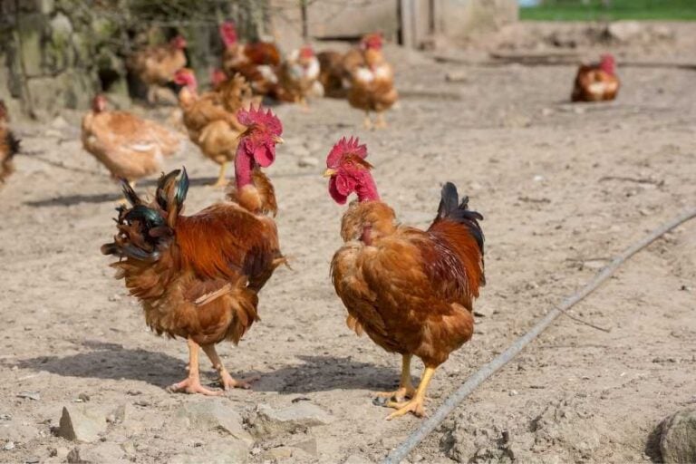 Brown Chicken Breeds For Backyard Poultry