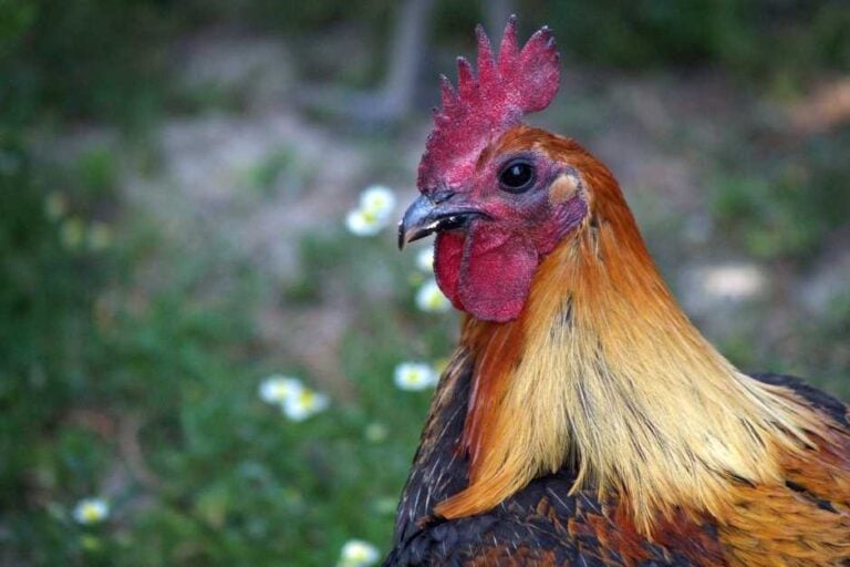Brown Chicken Breeds For Backyard Poultry