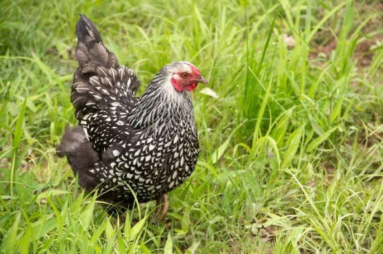 Encyclopedia of Chicken Breeds