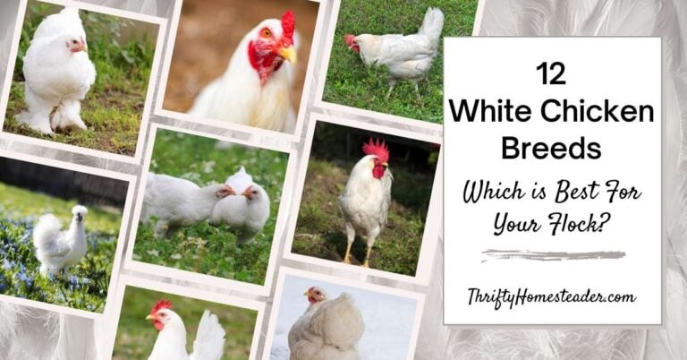 All White Chicken Breeds To Add To Your Flock