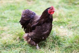 Brown Chicken Breeds For Backyard Poultry